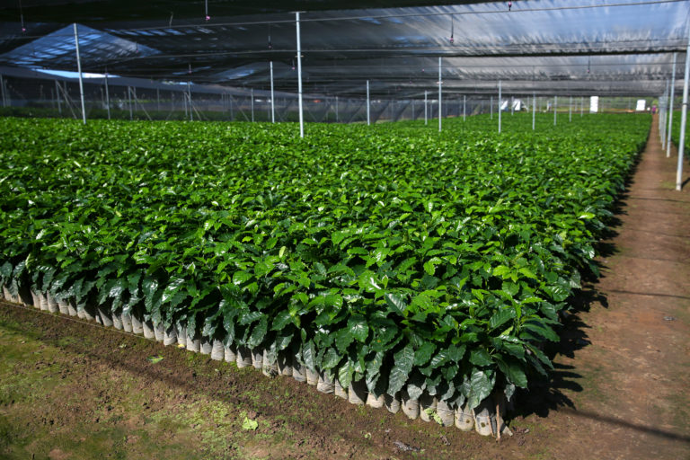 Starbucks reaches milestone of 100 million coffee trees donated to ...