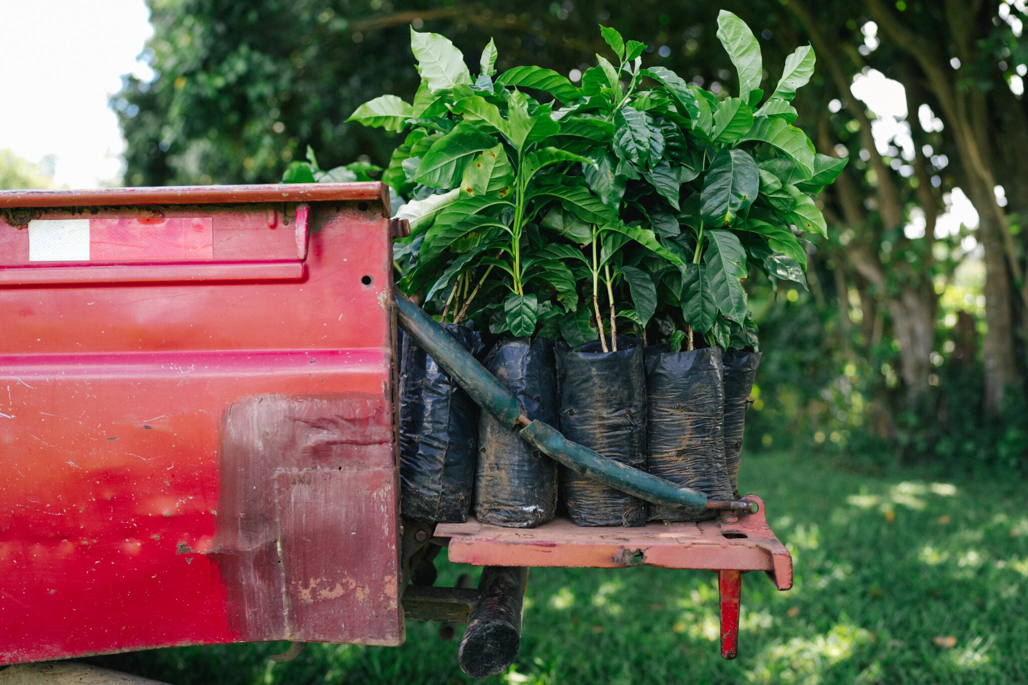 Starbucks reaches milestone of 100 million coffee trees donated to ...