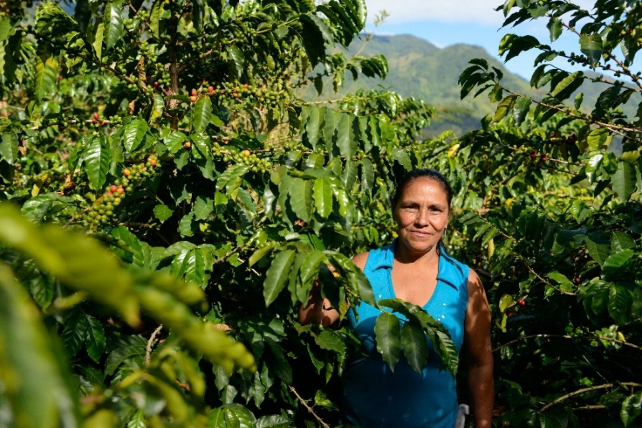 Origin Grants - About Starbucks