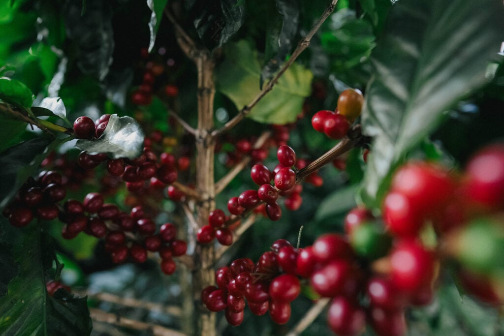 Sustainability - About Starbucks