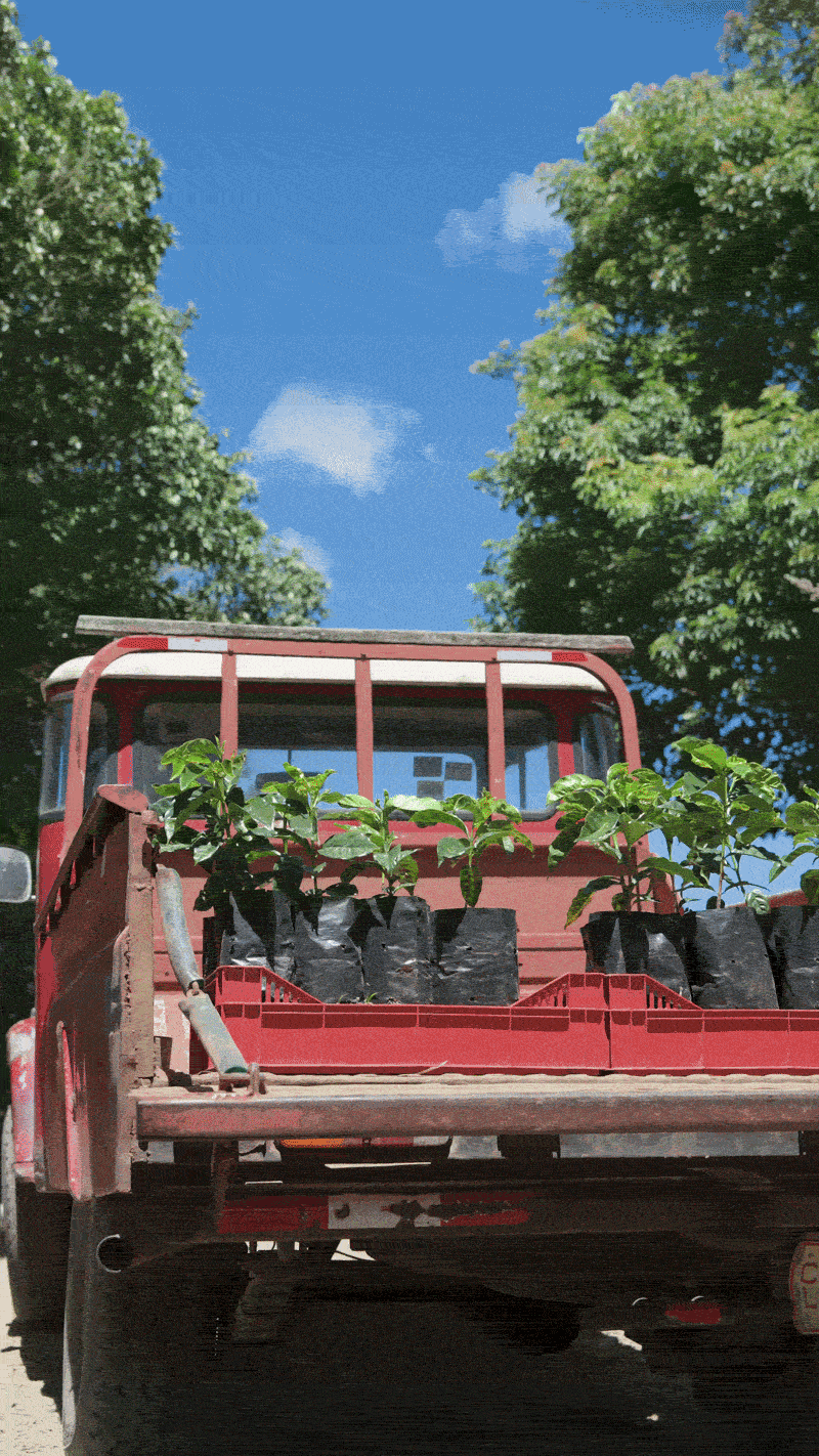 Starbucks reaches milestone of 100 million coffee trees donated to ...