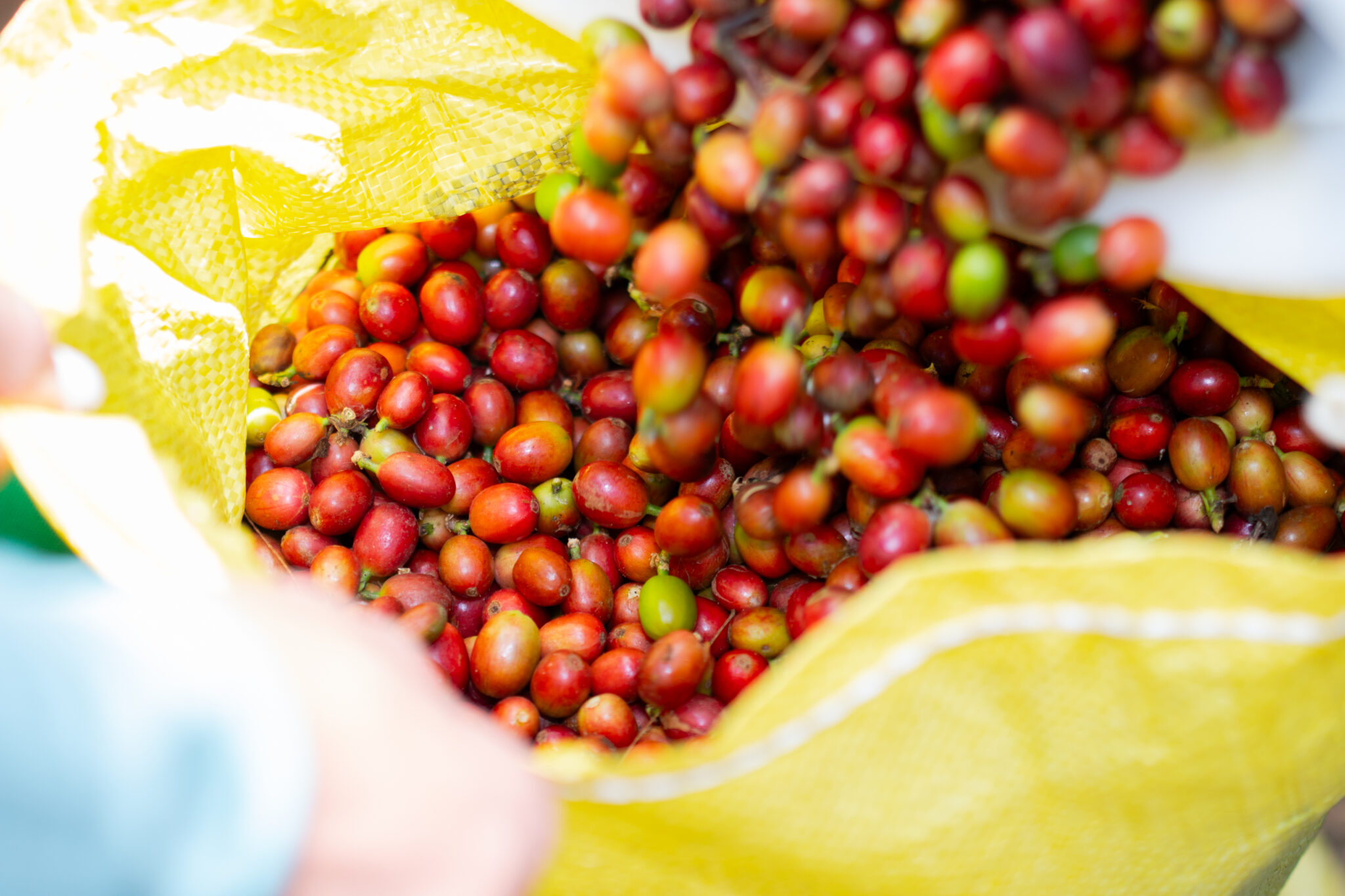 Starbucks presenta un nuevo empaque para su café de grano Colombia ...